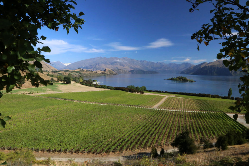 The Great New Zealand Pinot Noir Classification 2019 - Tyson Stelzer